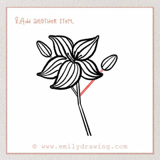 How to Draw a Lily - Emily Drawing