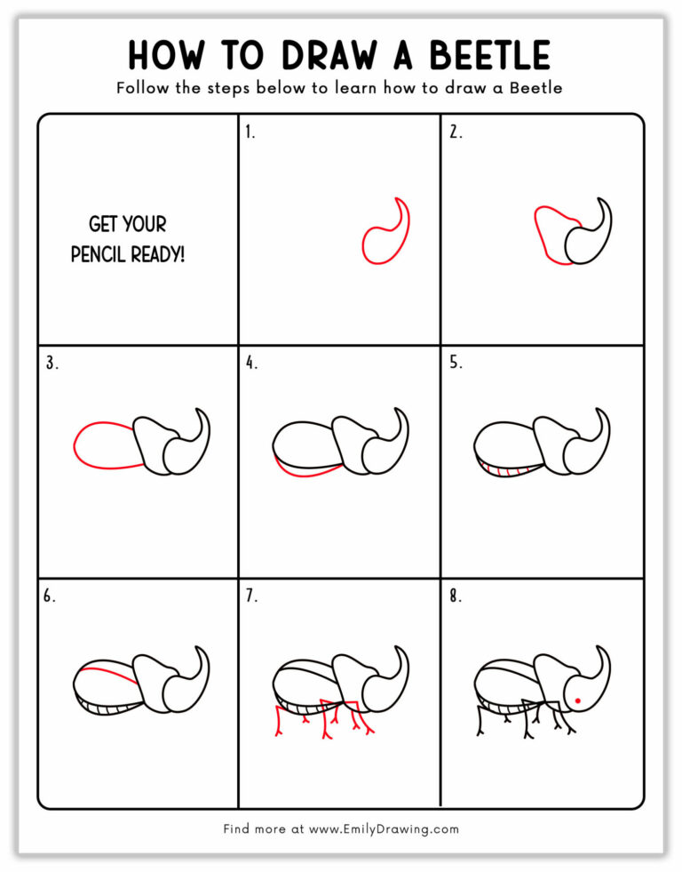 How to Draw a Beetle - Emily Drawing