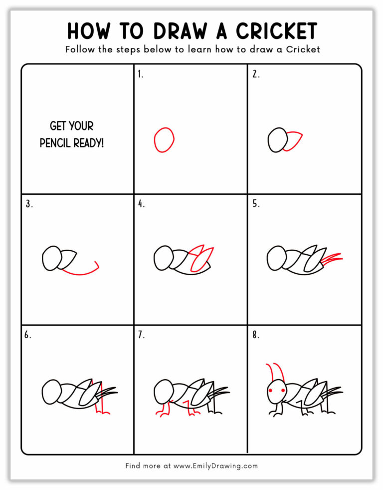 How to Draw a Cricket - Emily Drawing