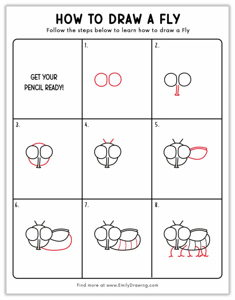 How to Draw a Fly - Emily Drawing
