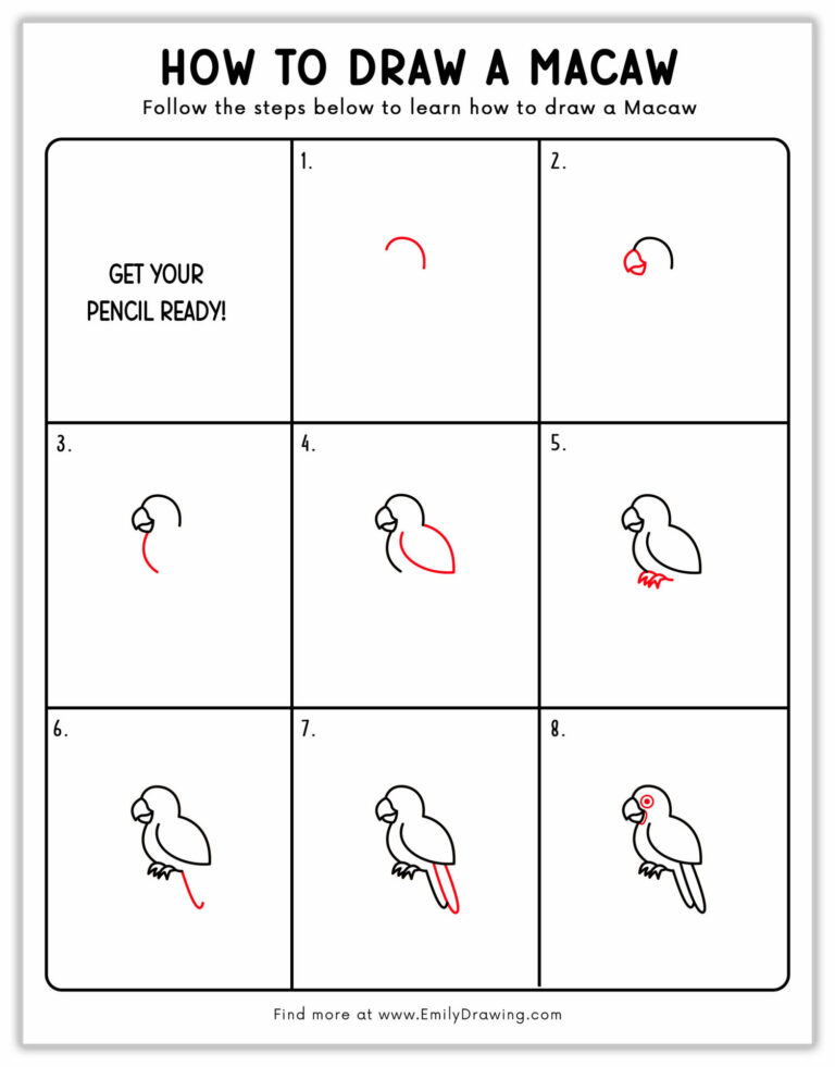 How to Draw a Macaw - Emily Drawing