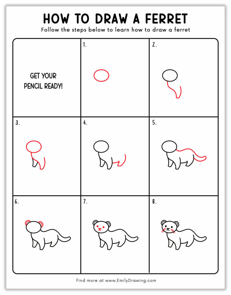 How To Draw A Ferret - Emily Drawing